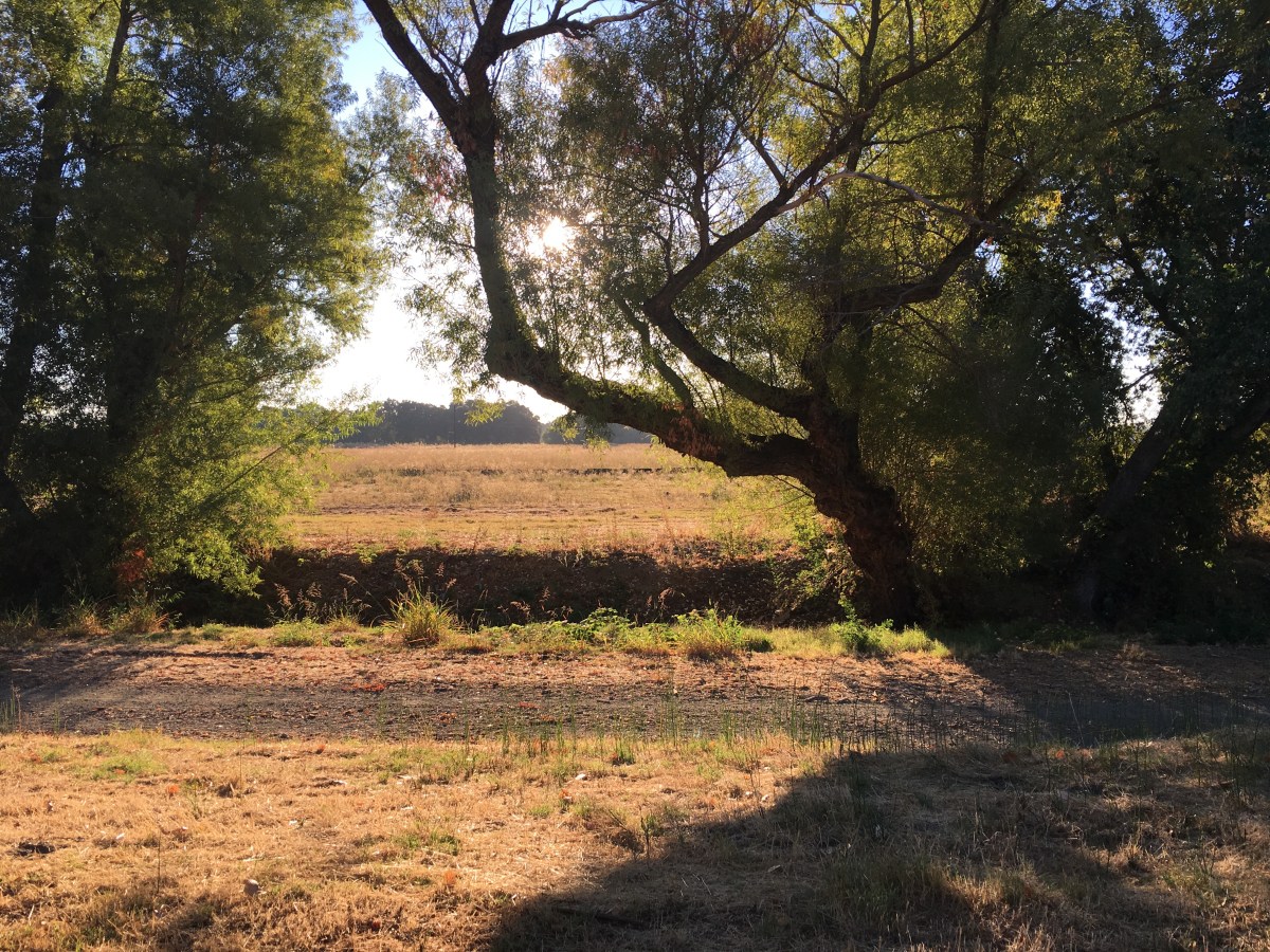 Walking the same path day by day – Melissa Lutz Blouin