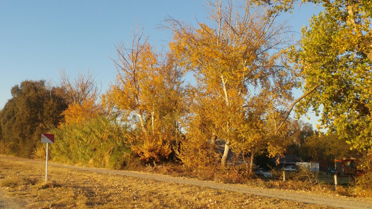 Autumn leaves – Melissa Lutz Blouin